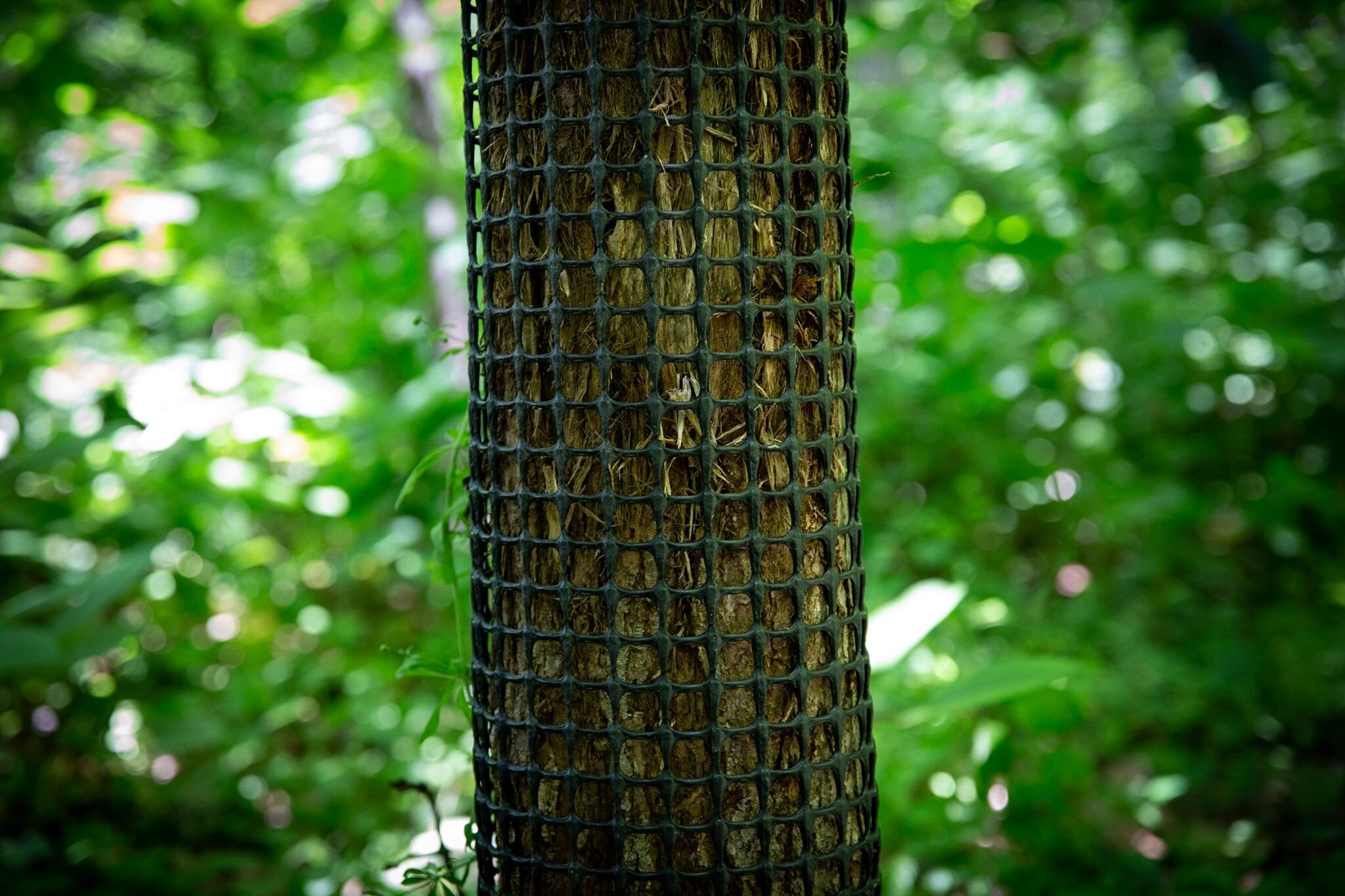 Volunteer group rebuilds the canopy in the Wissahickon, one tree at a ...