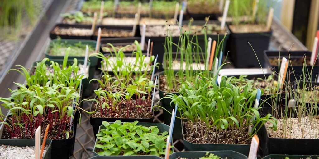 Native Seed Collection - Grid Magazine