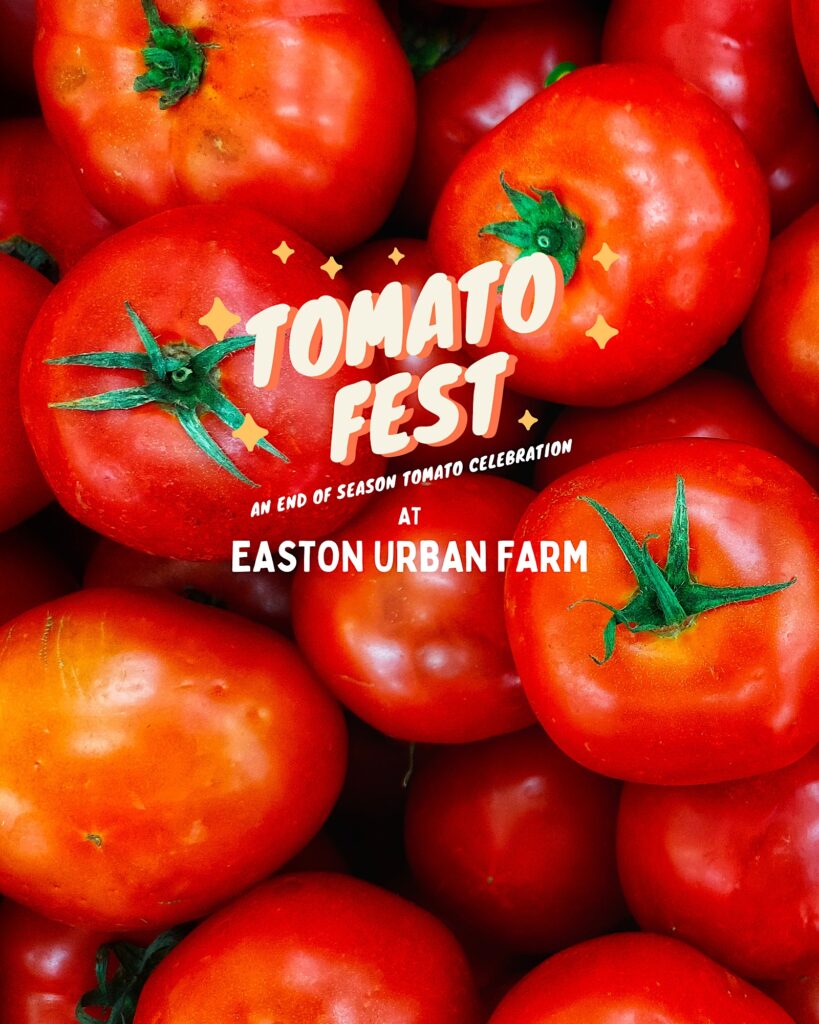 Easton Tomato Fest - Grid Magazine