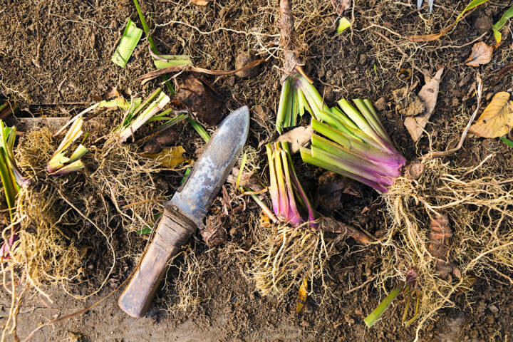 Plant Division, and Fall Trees and Shrubs - Grid Magazine