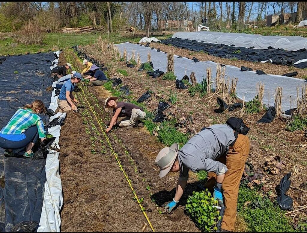 Farm Volunteer Day at Awbury Arboretum : Potato Mulching - Grid Magazine
