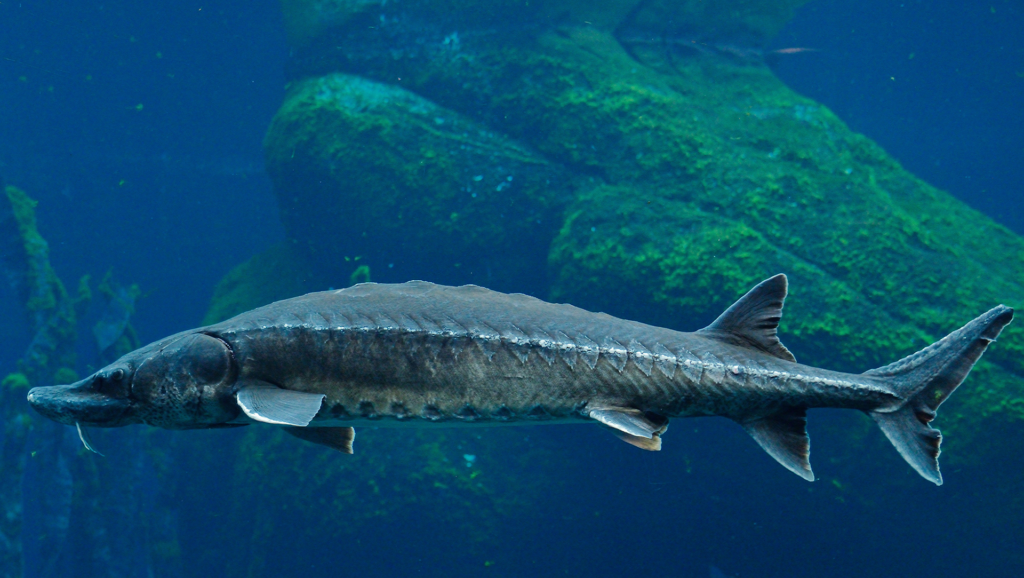 As Atlantic sturgeon numbers dwindle, revised oxygen standards from the ...
