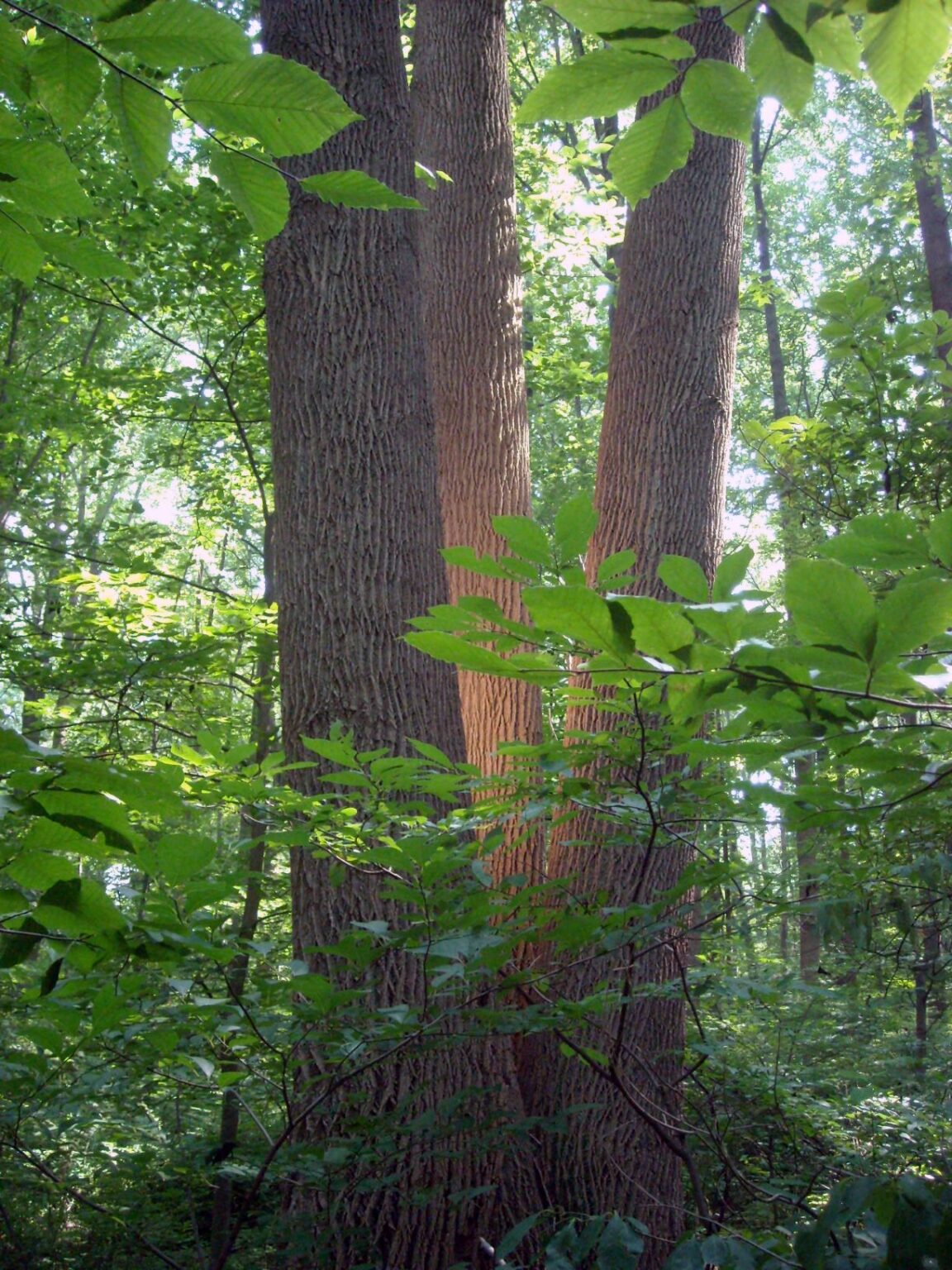 Workshop: Tree ID from the Trail - Grid Magazine