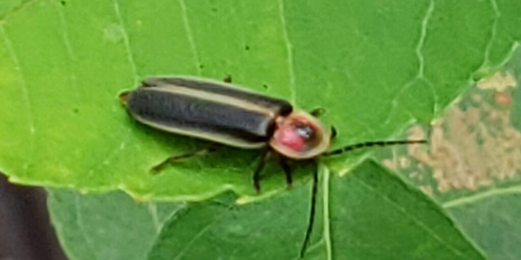 Firefly Fireworks - Grid Magazine