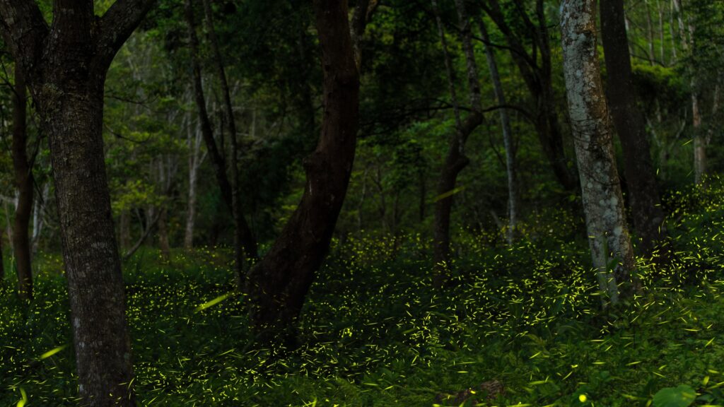 Tyler after Dark: Firefly Walk under the Stars - Grid Magazine