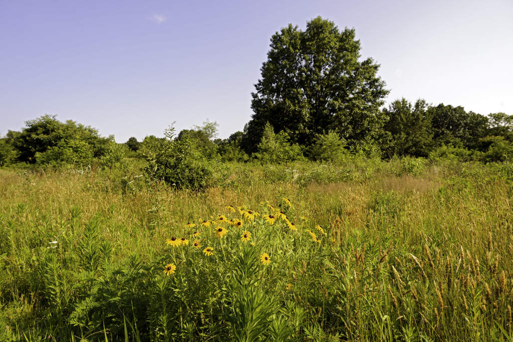 The Natural Lands team of Philadelphia Parks & Recreation has restored ...