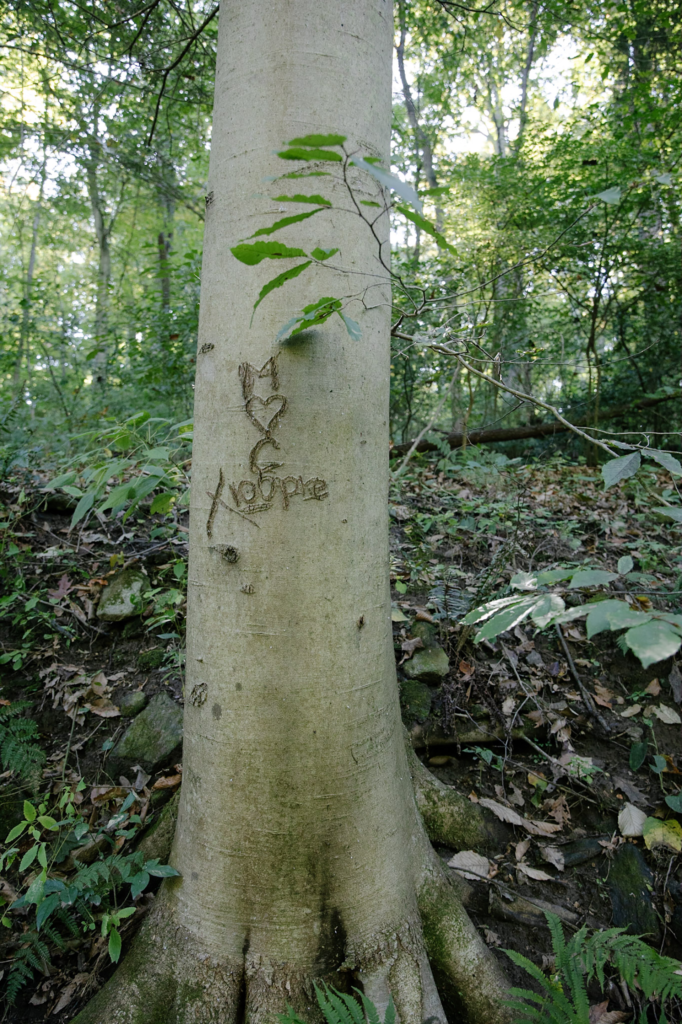 A new pathogen threatens to wipe out yet another native tree - Grid ...
