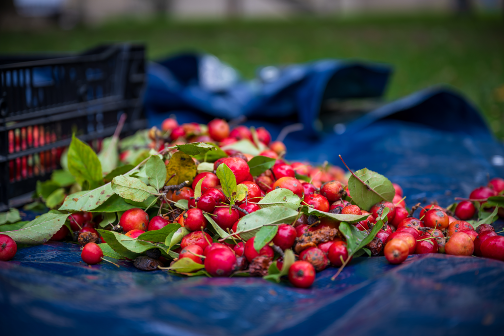 Foraging wild fruit can build a connection to nature, even in the city ...