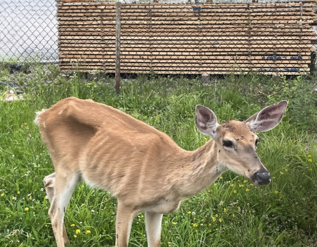 A deer plague is heading toward Philadelphia. Business and politics are ...