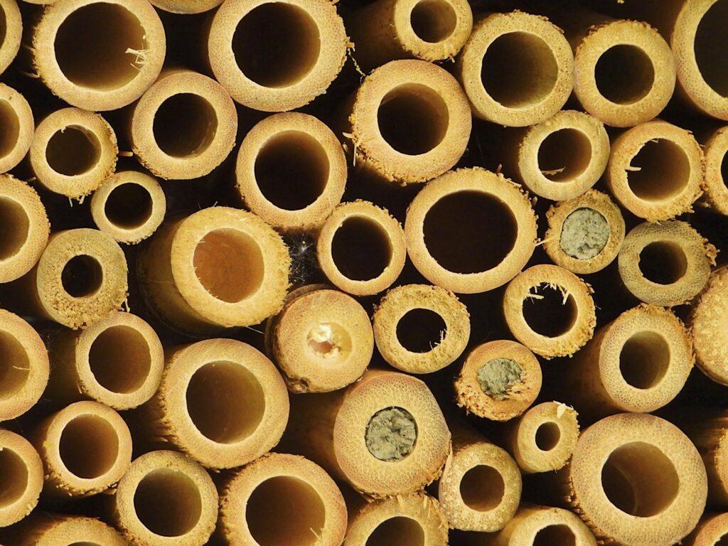 Cavity-Nesting Bee Workshop - Grid Magazine