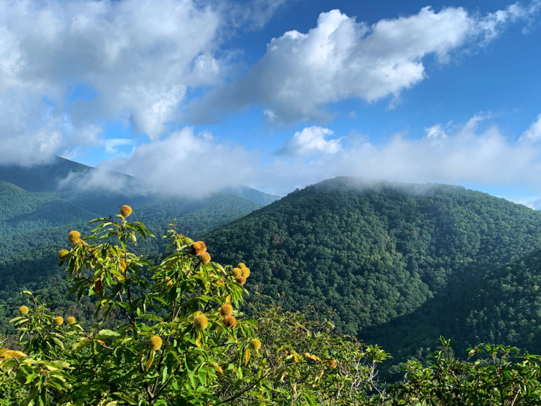 Hybridized American chestnut saplings bring hope for the once ...