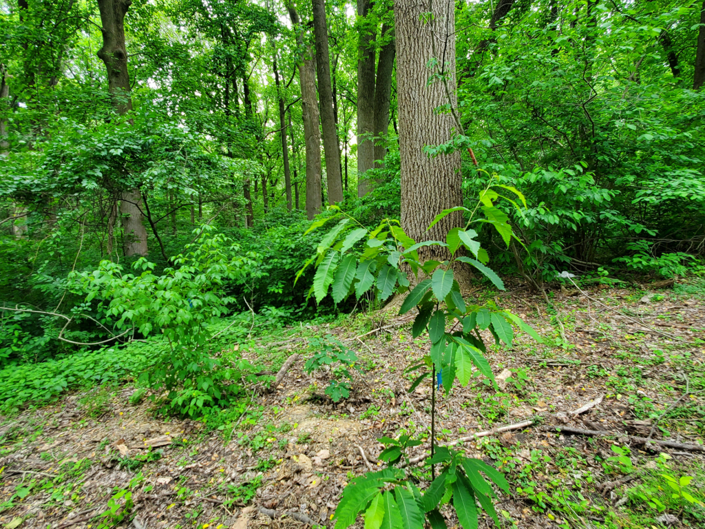 Hybridized American chestnut saplings bring hope for the once ...
