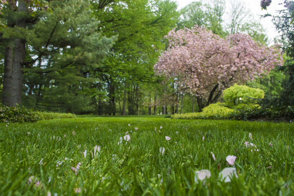 Where to see native plants growing in Philadelphia and beyond - Grid ...