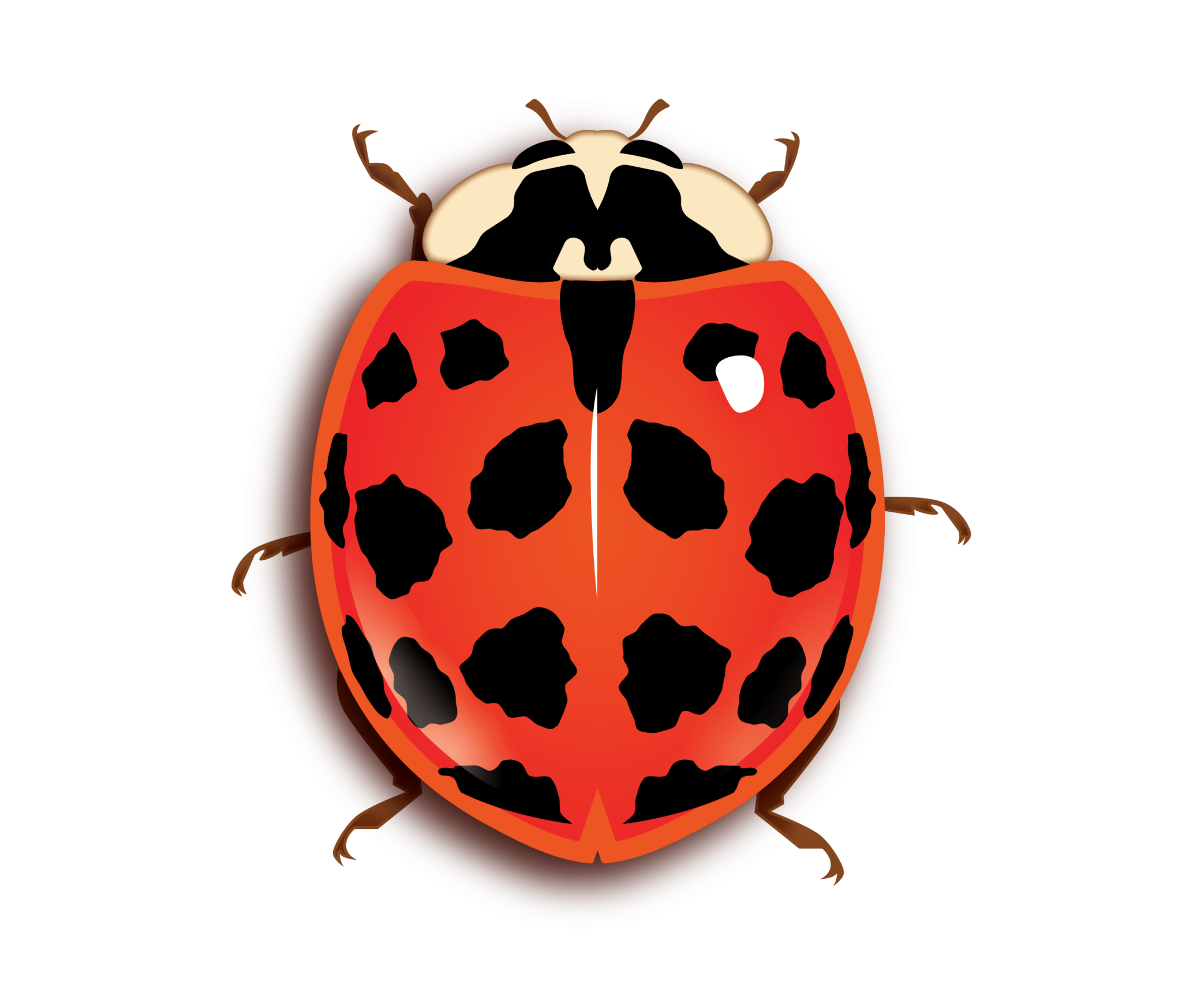 Ladybugs are very beneficial to gardens and farms, but the most prevalent species is invasive ...