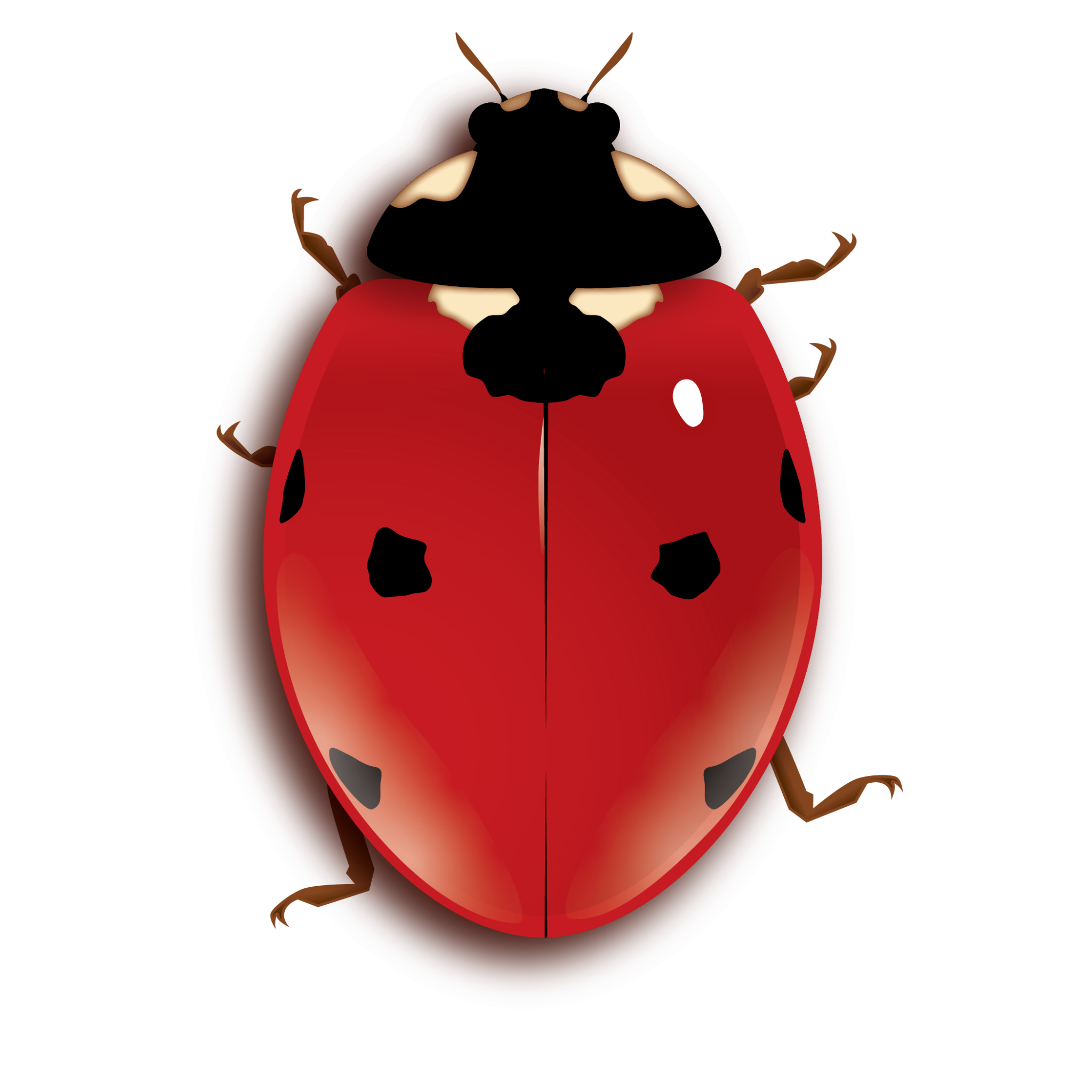Ladybugs are very beneficial to gardens and farms, but the most ...