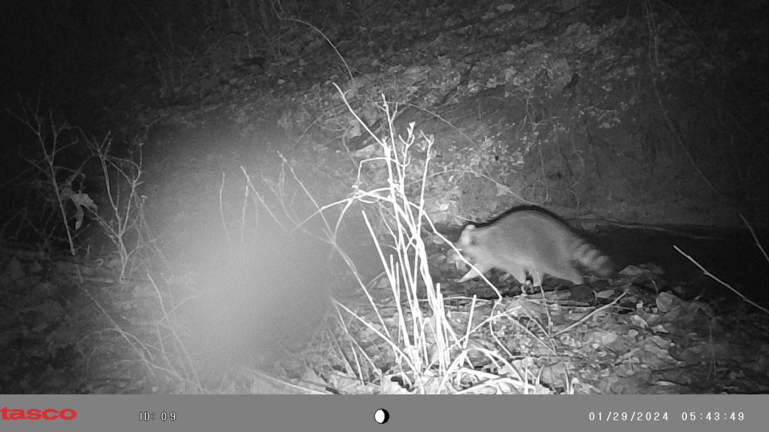 “Camera trap” student project shows the hidden but rich biodiversity of ...