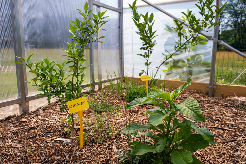 The Philadelphia Orchard Project is cultivating fruit that could thrive ...