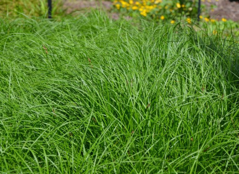 Cultivating a Native Lawn - Grid Magazine
