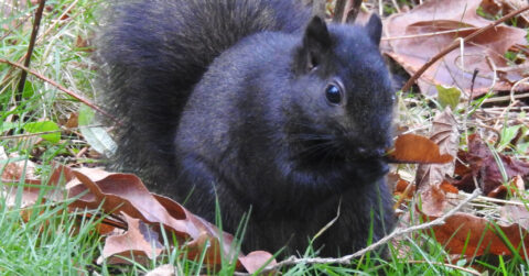 Grid Magazine - Toward A Sustainable Philadelphia