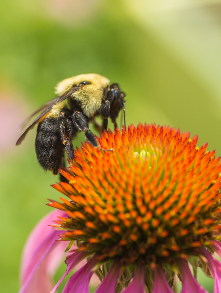 No Pennsylvania agency currently protects endangered insects and other ...