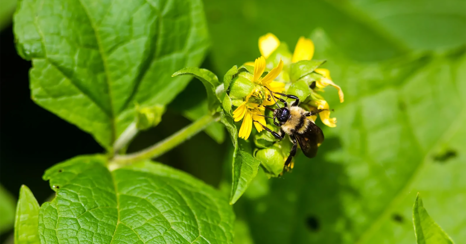 Grid Magazine - Toward A Sustainable Philadelphia