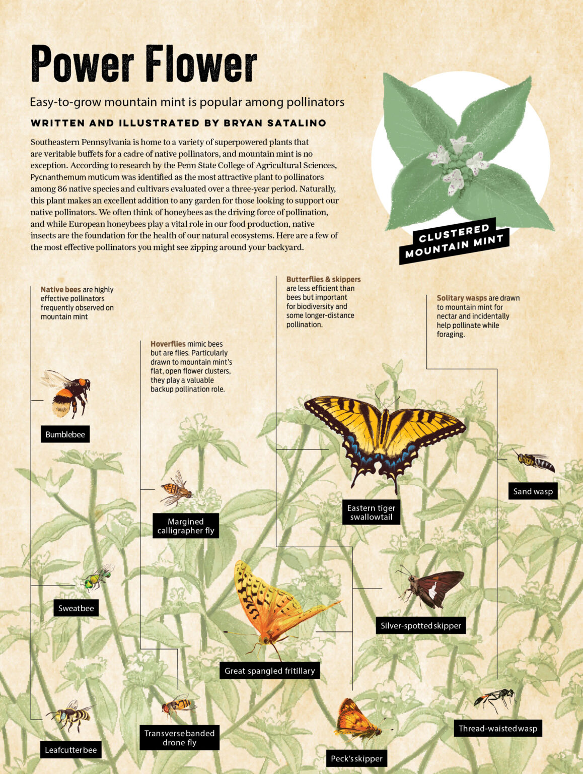 Infographic: Power Flower - Grid Magazine