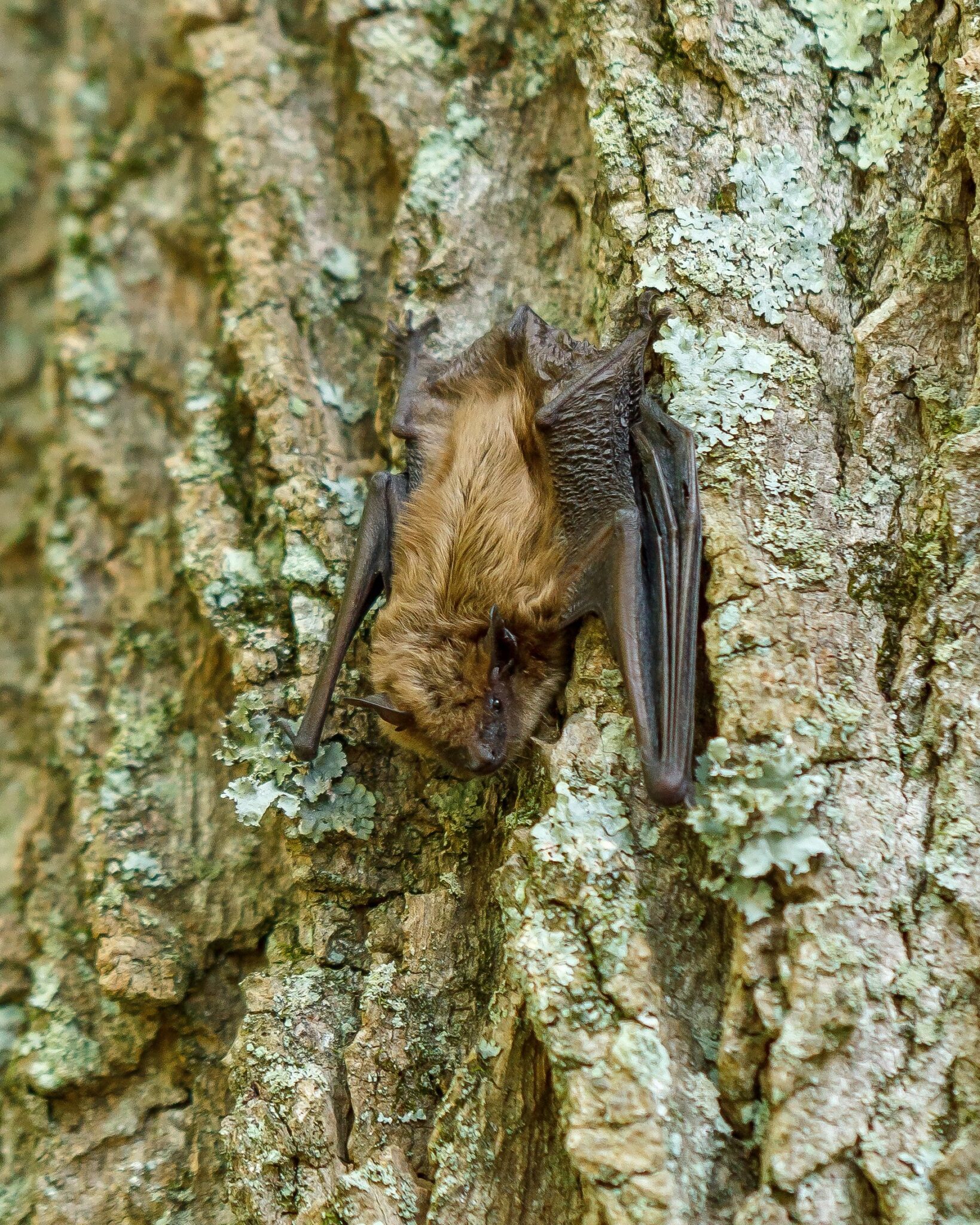 Bats and Your Backyard Habitat (Online) - Grid Magazine