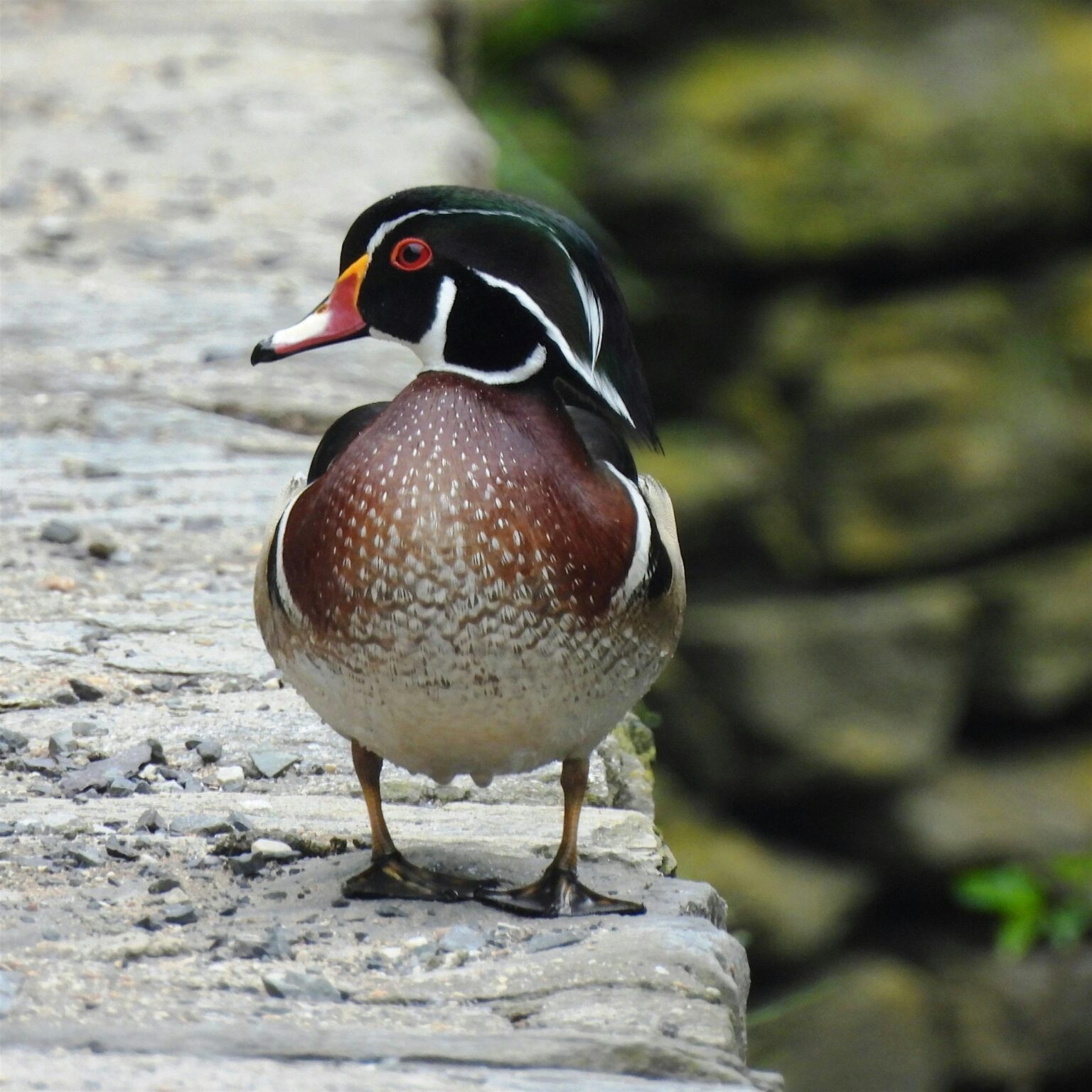 Noon Bird Walks - Grid Magazine