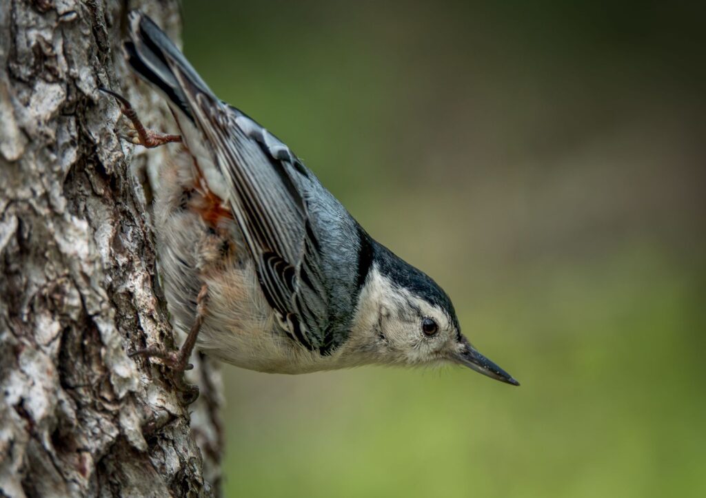 Audubon Christmas Bird Count with Wissahickon Trails - Grid Magazine