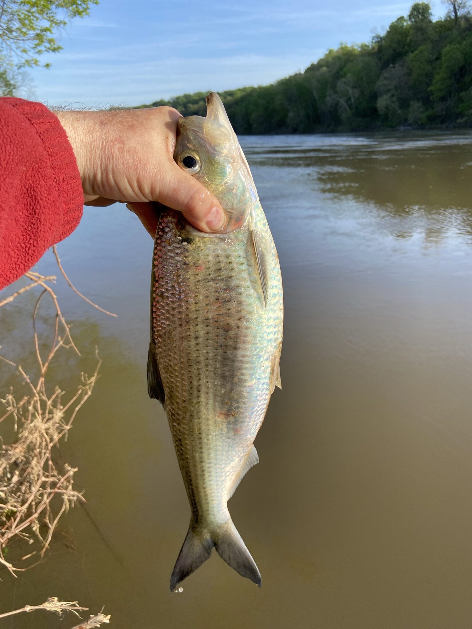 While American shad struggle in the Delaware River Watershed, they ...