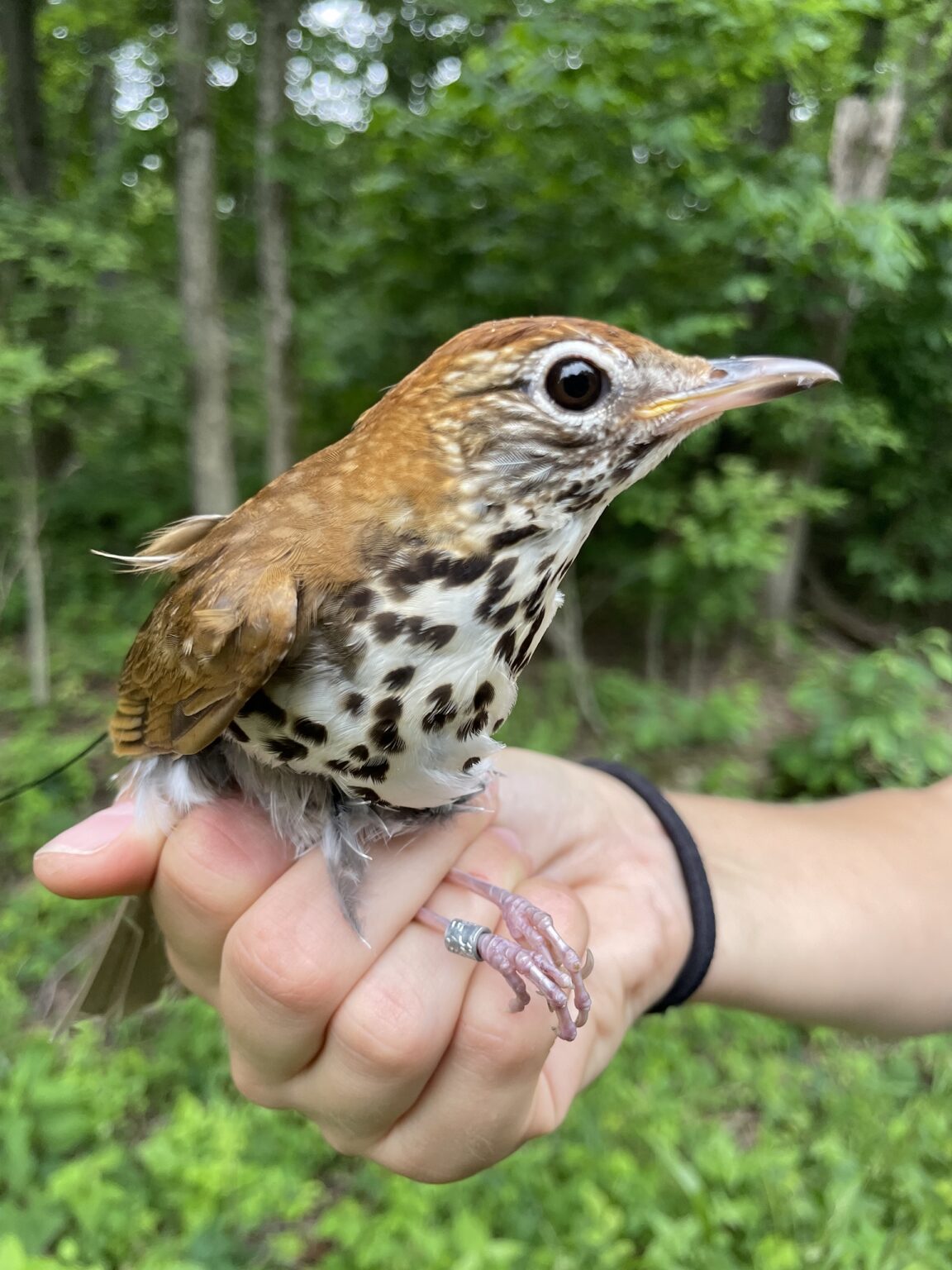 Thousands of radio receivers track birds as they migrate across North ...