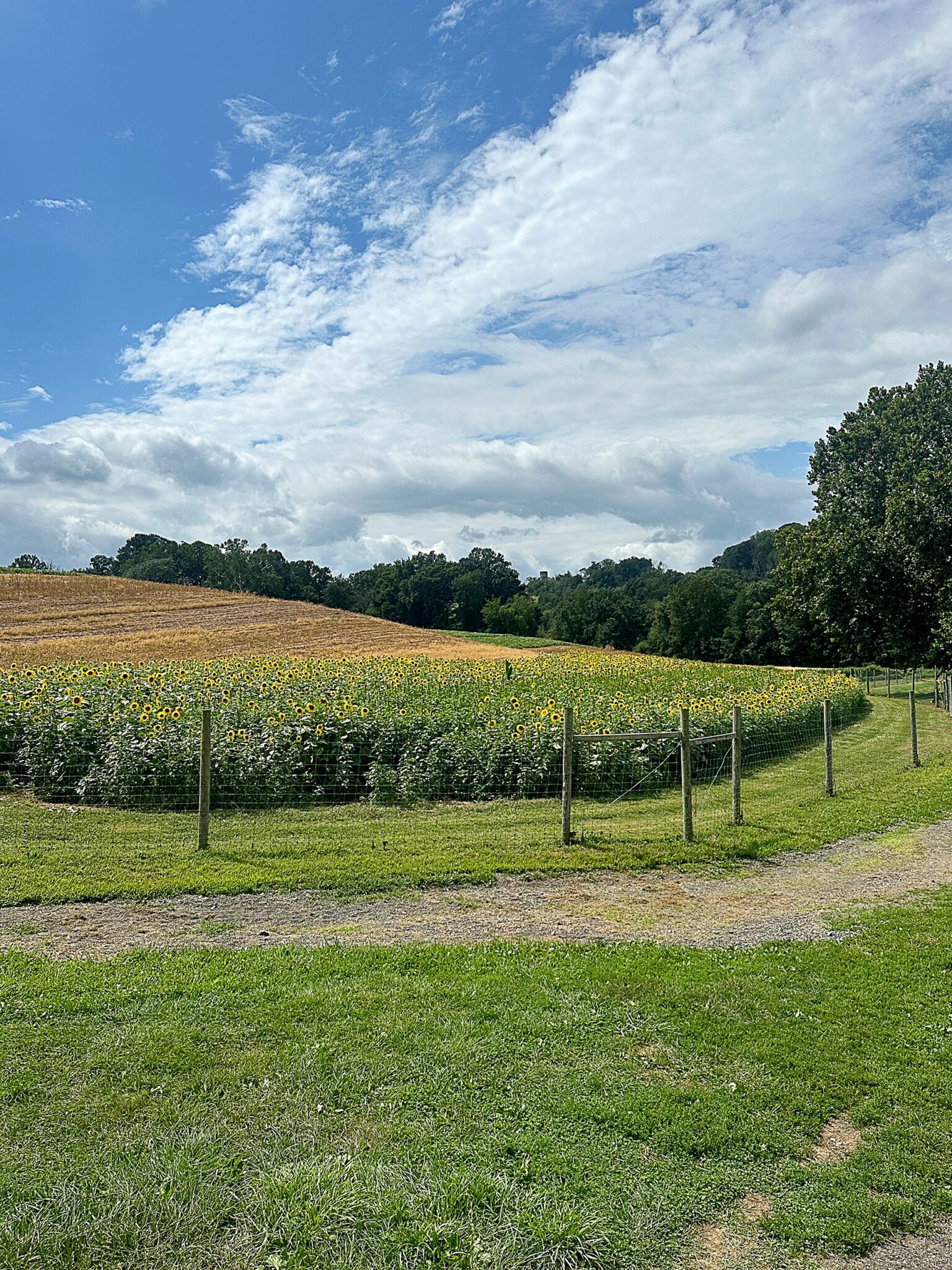 Nine regional farms where you can pick your own produce this summer ...