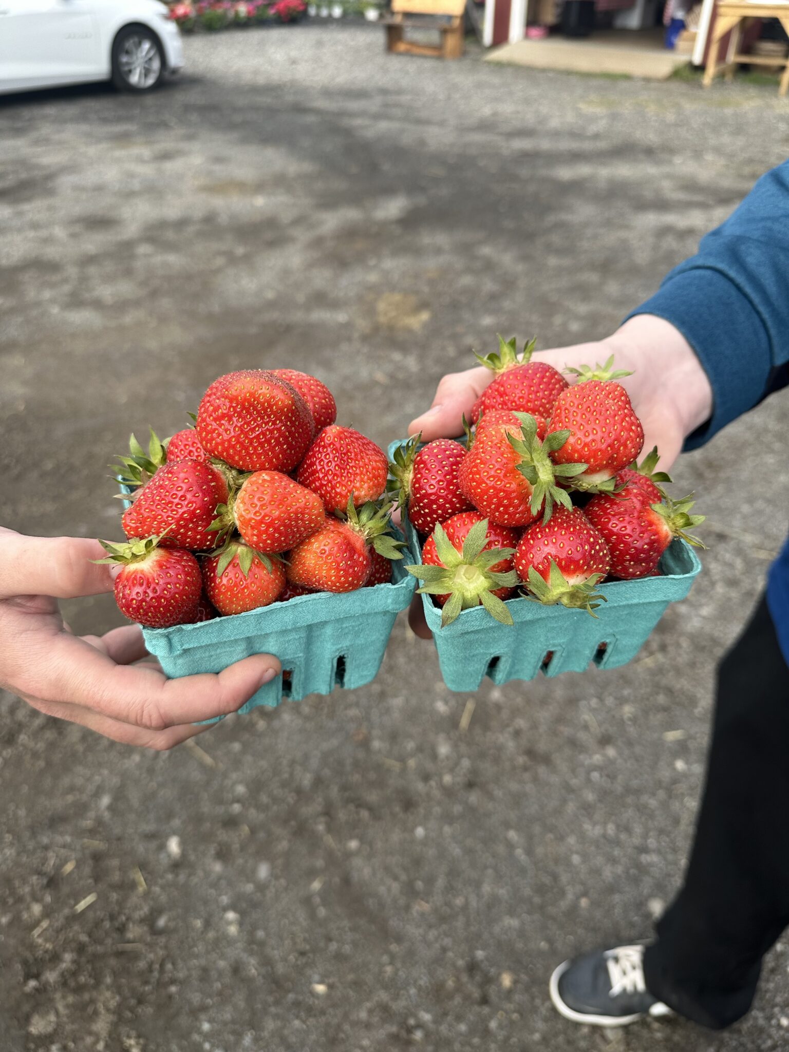 Nine regional farms where you can pick your own produce this summer ...